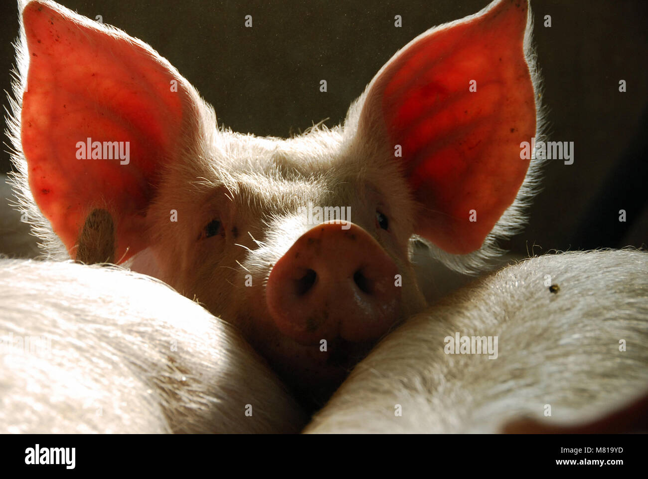 Fattening pig 91 Stock Photo - Alamy