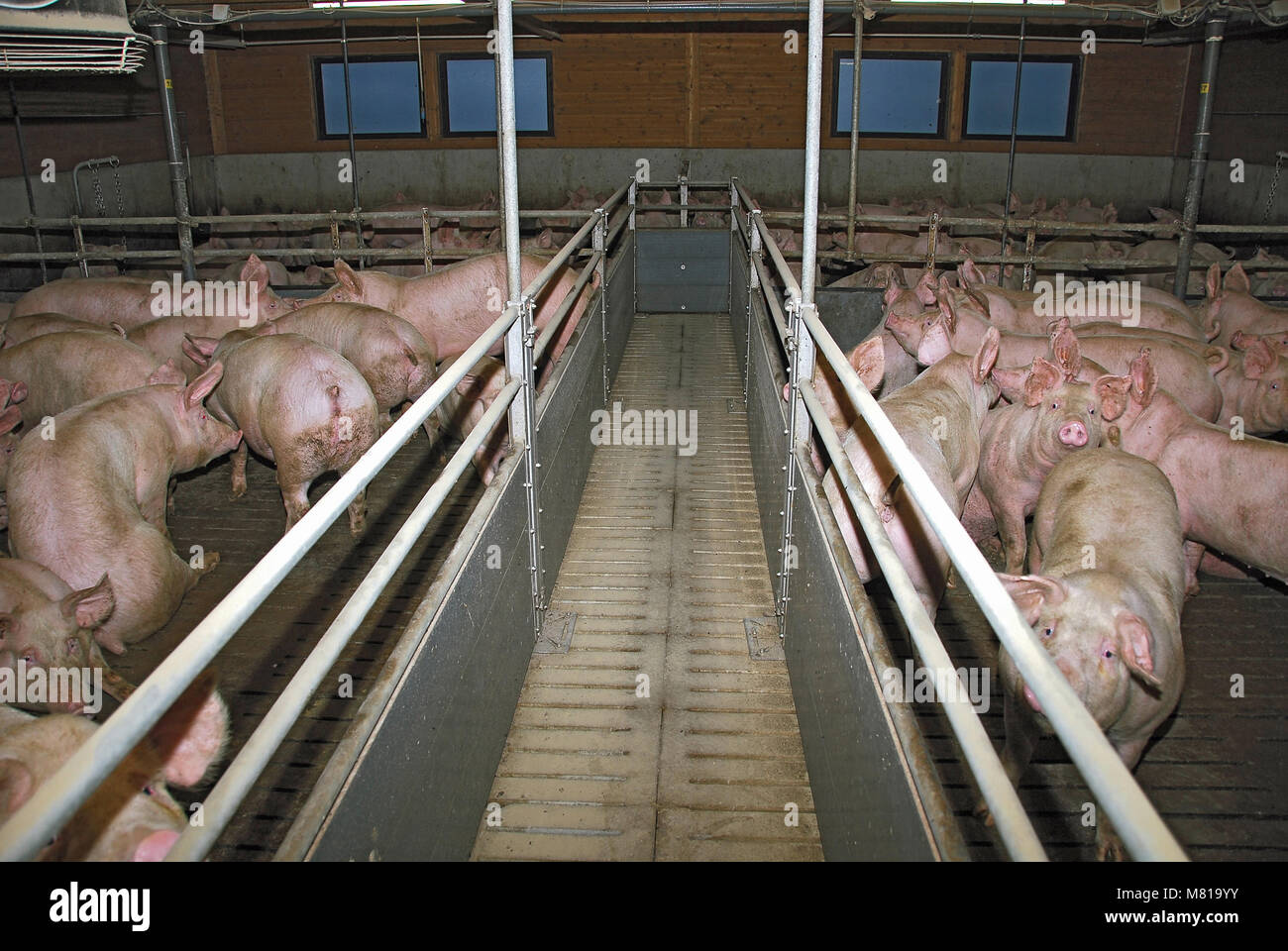 Fattening pig 94 Stock Photo - Alamy