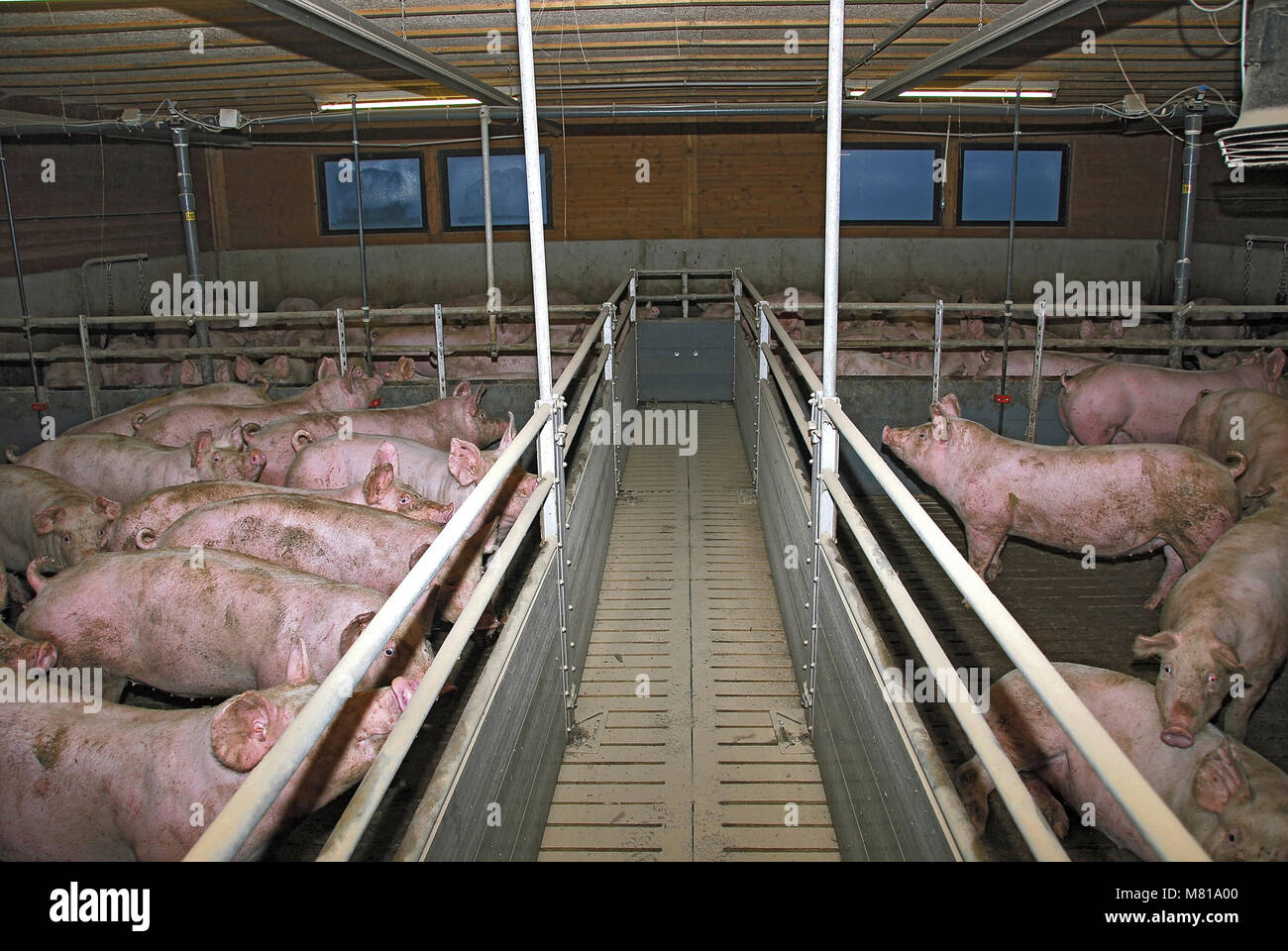 Pig Fattener High Resolution Stock Photography and Images - Alamy