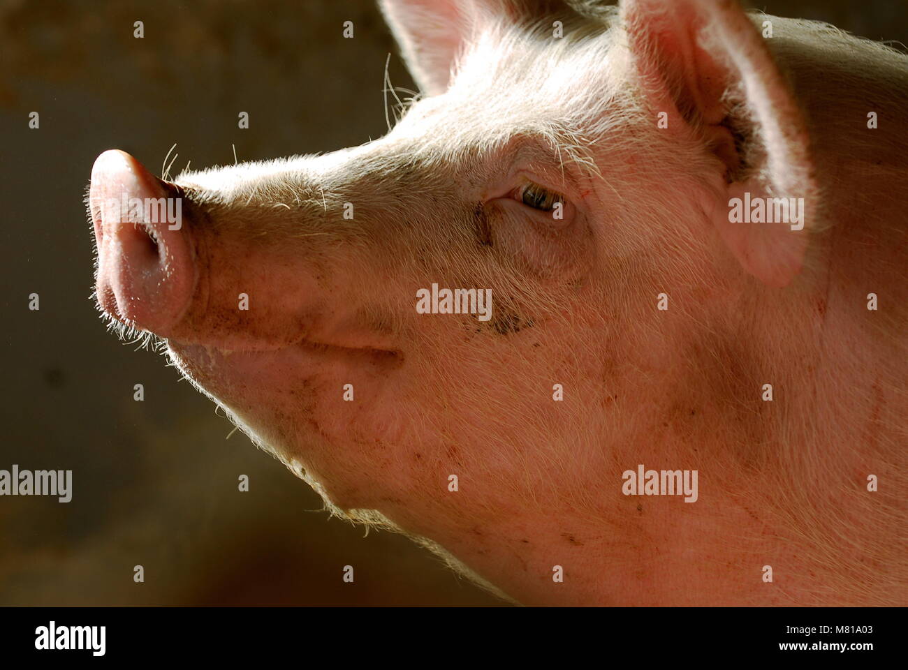 Pig fatteing house hi-res stock photography and images - Alamy