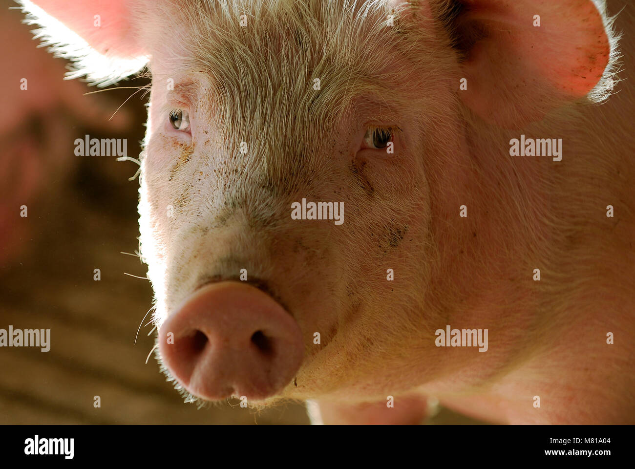 Fattener hi-res stock photography and images - Alamy