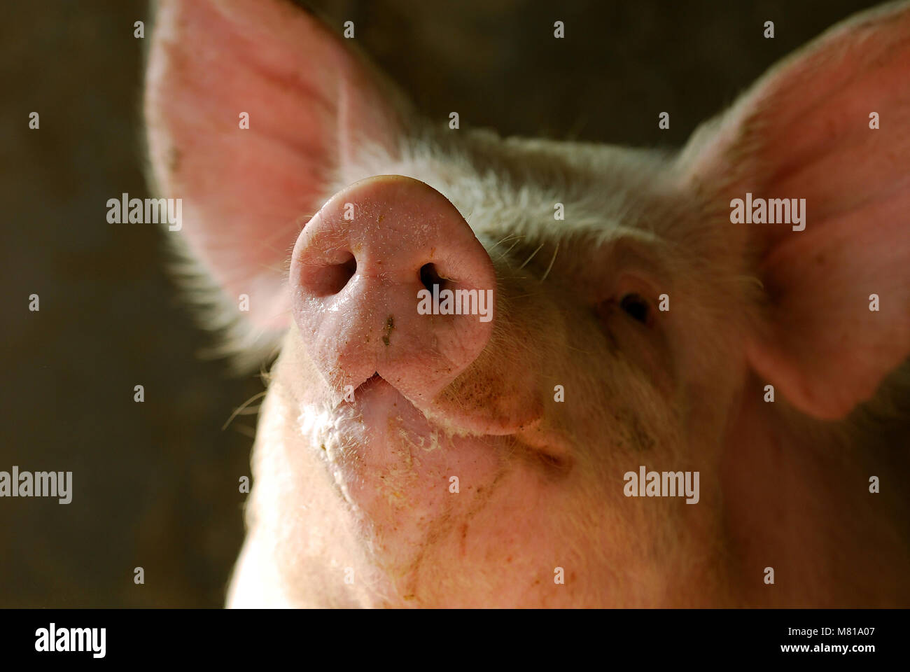 Fattener hi-res stock photography and images - Alamy