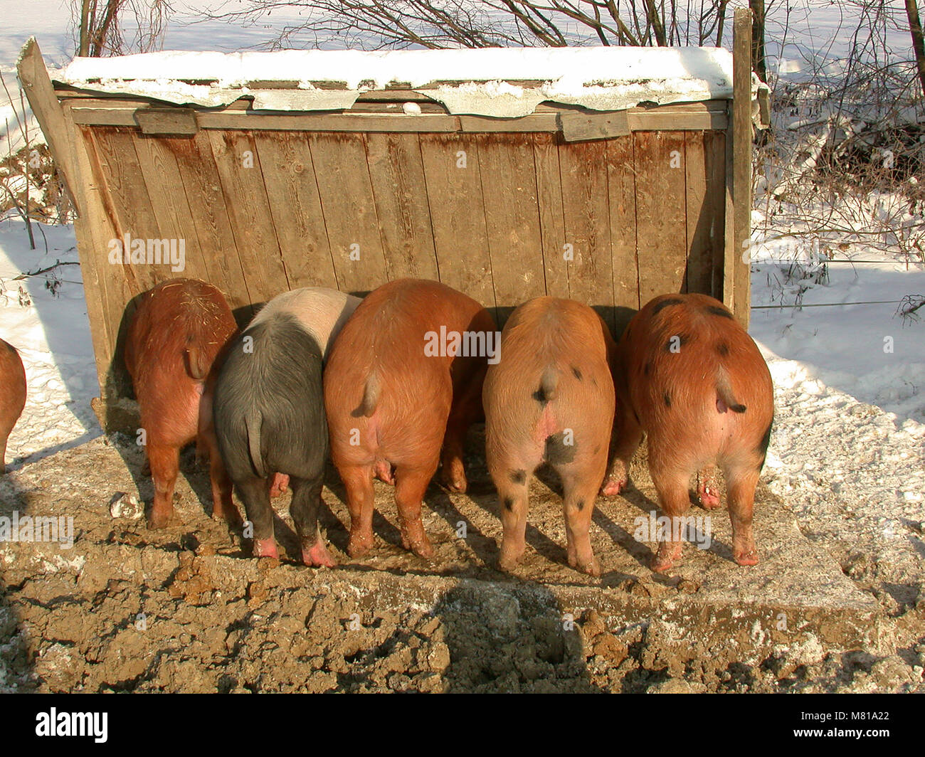 Swill pig feed hi-res stock photography and images - Alamy