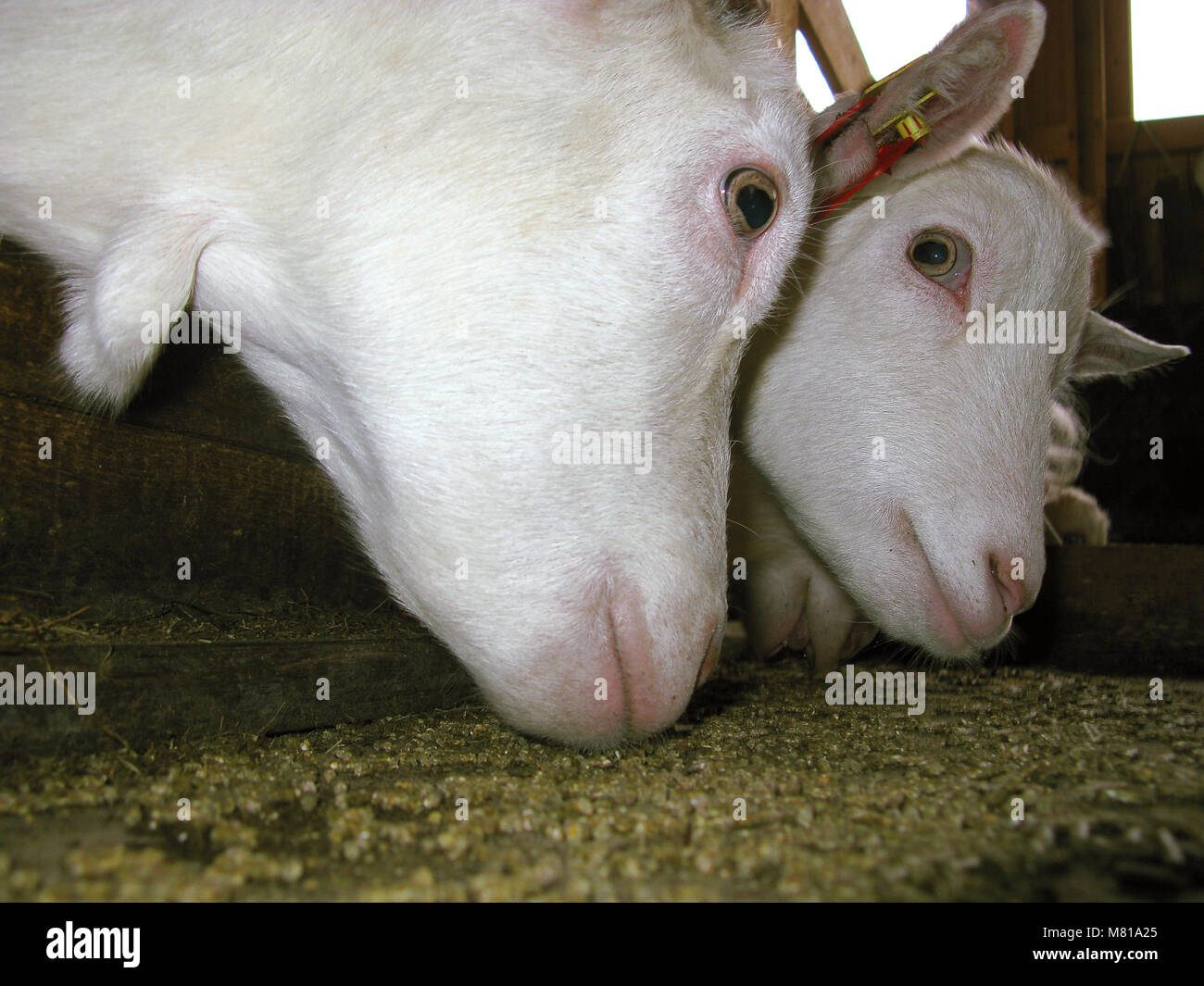 Feeding goats 2 Stock Photo - Alamy