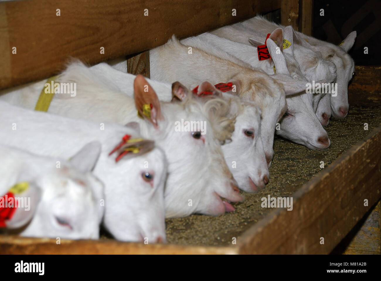 Feeding goats 6 Stock Photo - Alamy