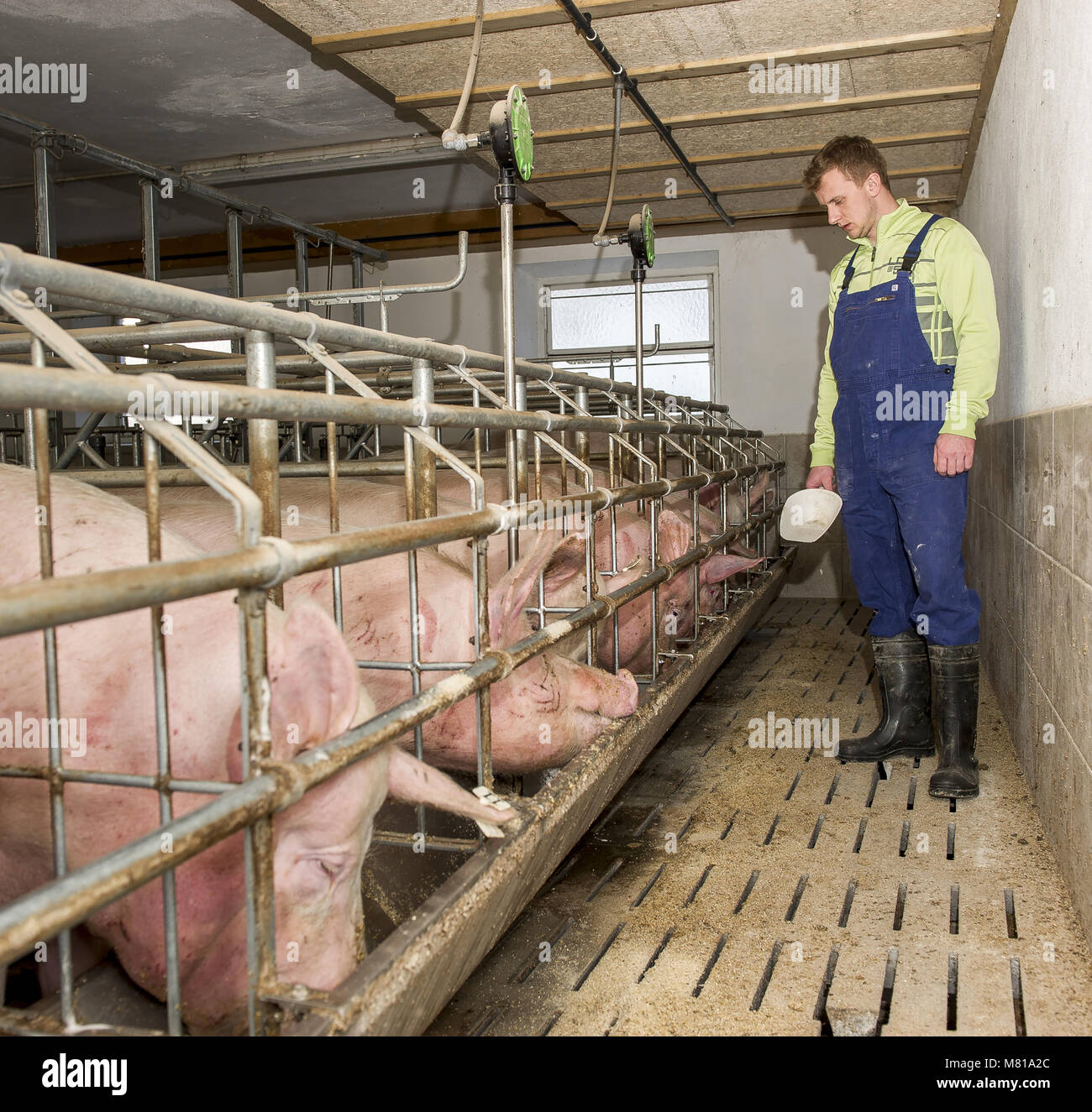 Pig swill hi-res stock photography and images - Alamy
