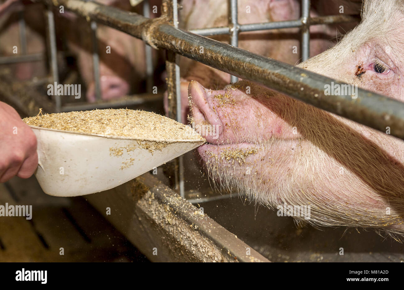 Pig swill hi-res stock photography and images - Alamy