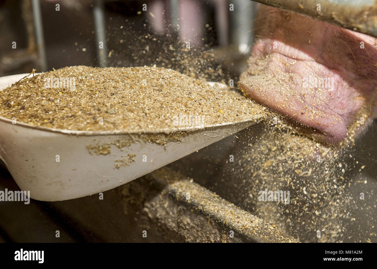 Brood sows hi-res stock photography and images - Alamy