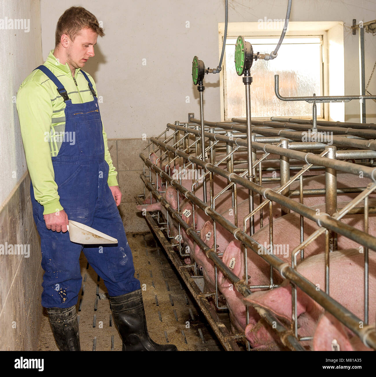 Feeding mother sows 7 Stock Photo - Alamy