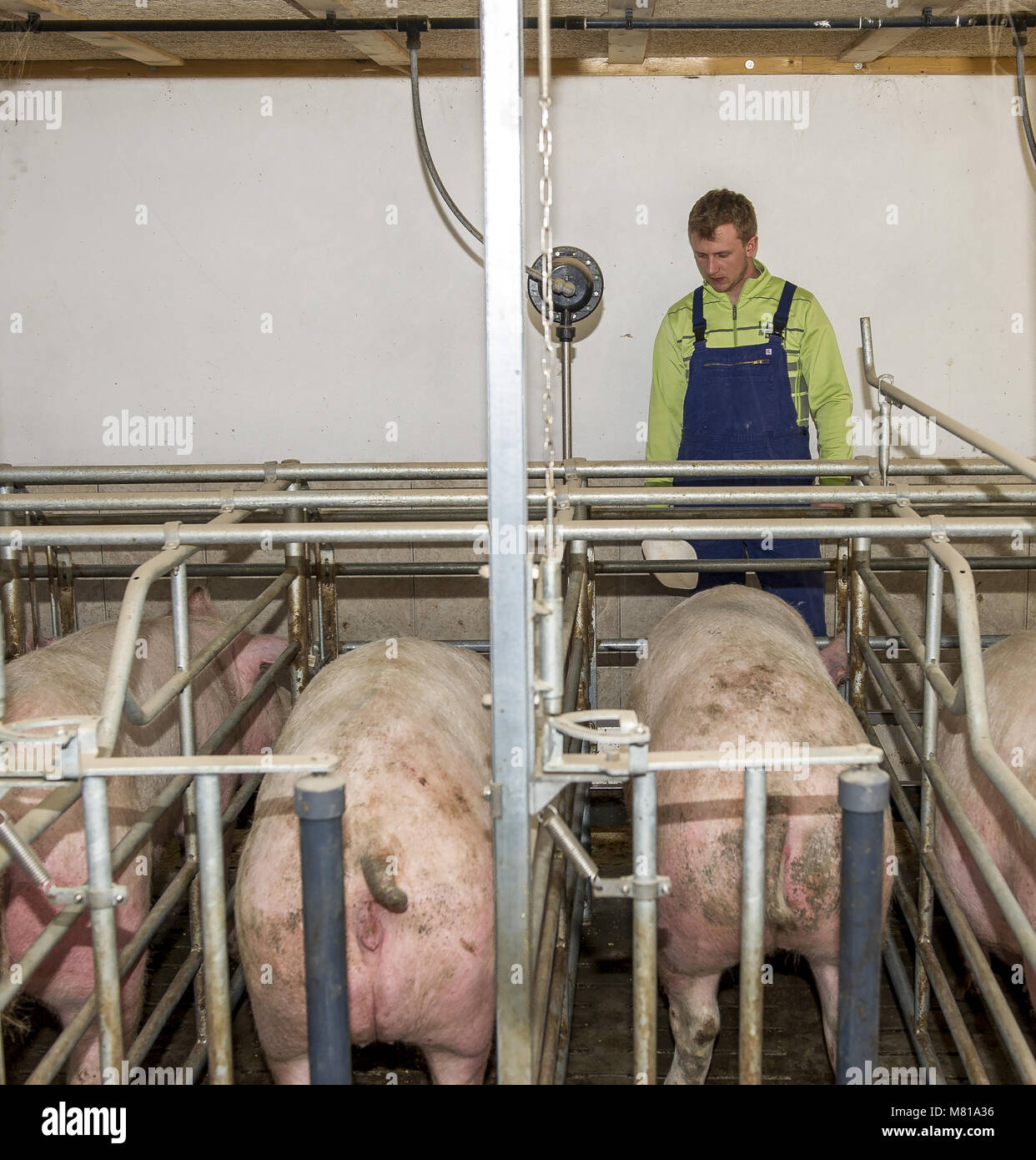 Breeding Sows High Resolution Stock Photography and Images - Alamy