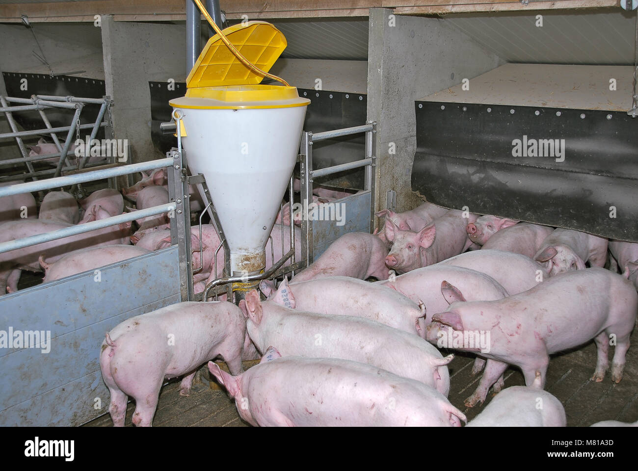Swill pigs hi-res stock photography and images - Alamy
