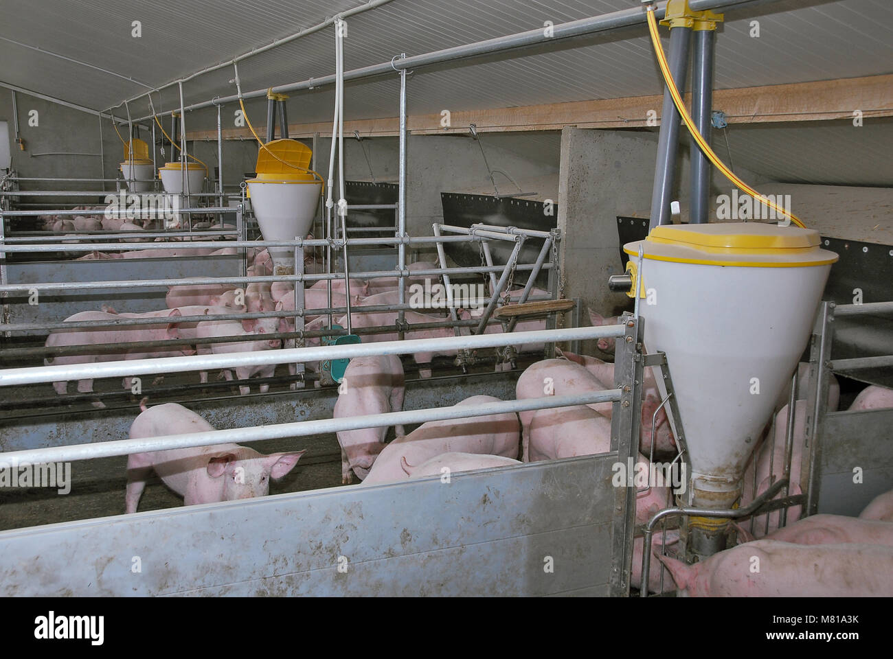 Swill pigs hi-res stock photography and images - Alamy
