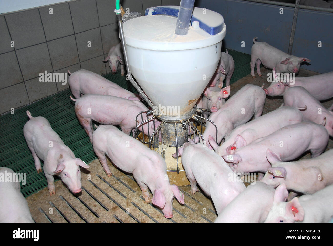 Swill pigs hi-res stock photography and images - Alamy