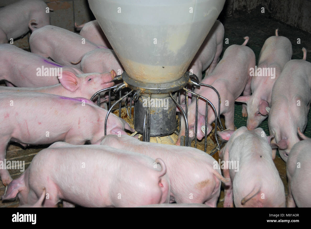 Swill pigs hi-res stock photography and images - Alamy