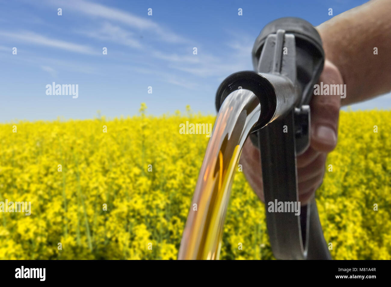 Filling up rape oil 1 Stock Photo - Alamy