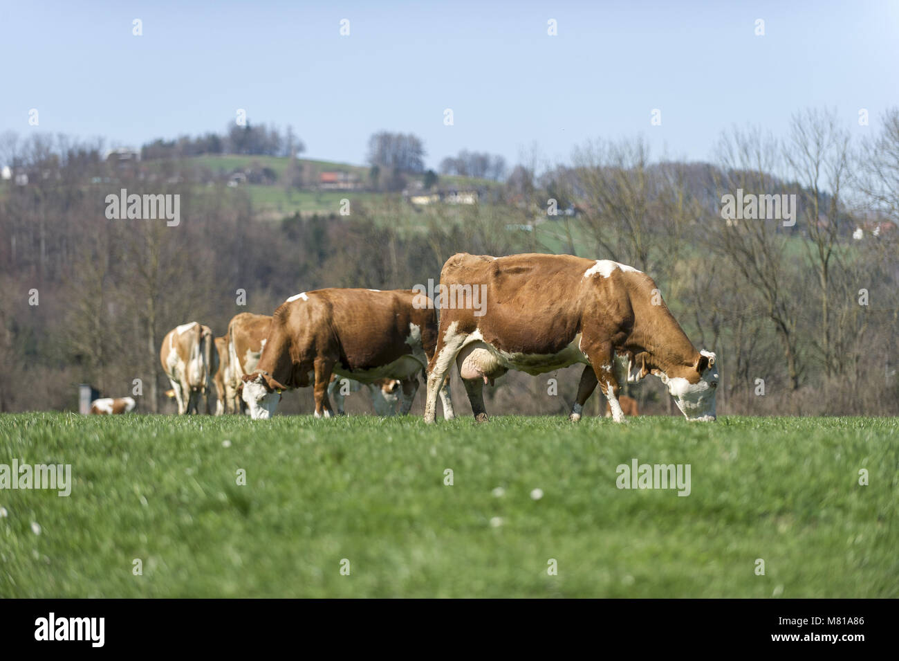 German simmental hi-res stock photography and images - Alamy