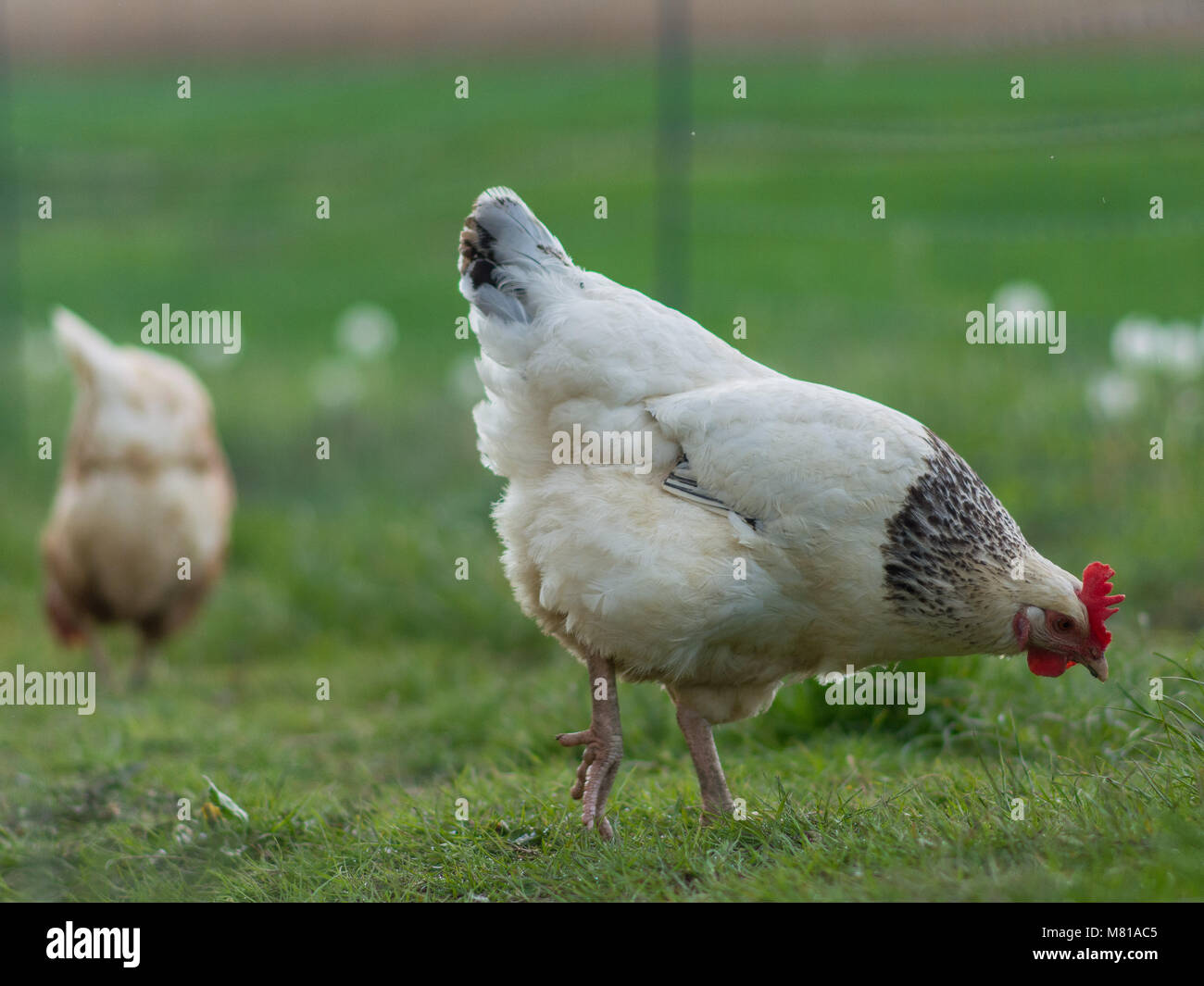 100 meadows hi-res stock photography and images - Alamy