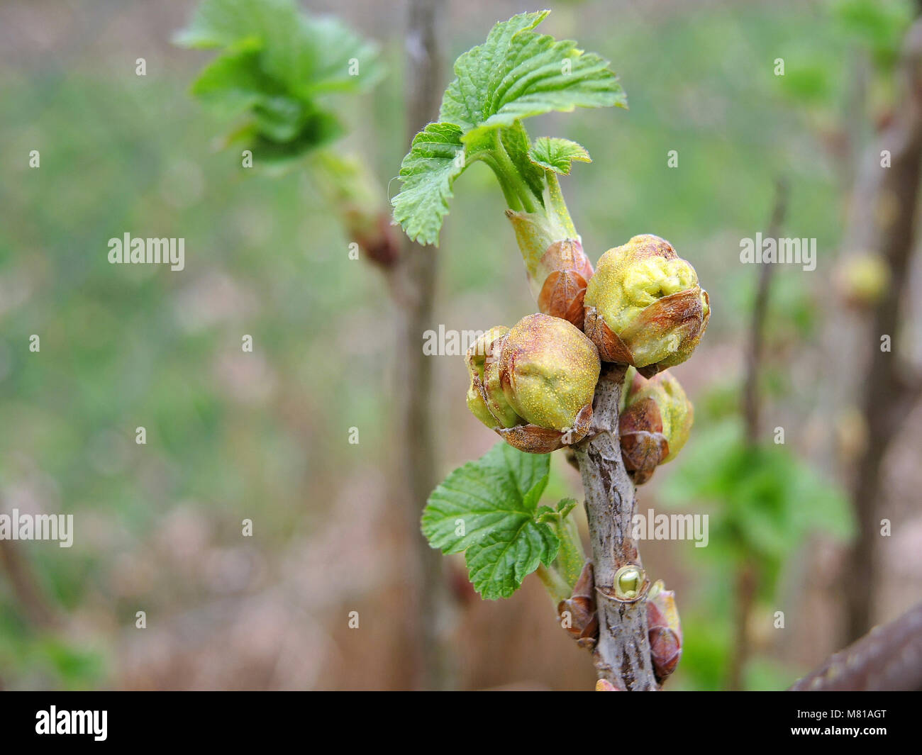 Black currant gall mite hi-res stock photography and images - Alamy