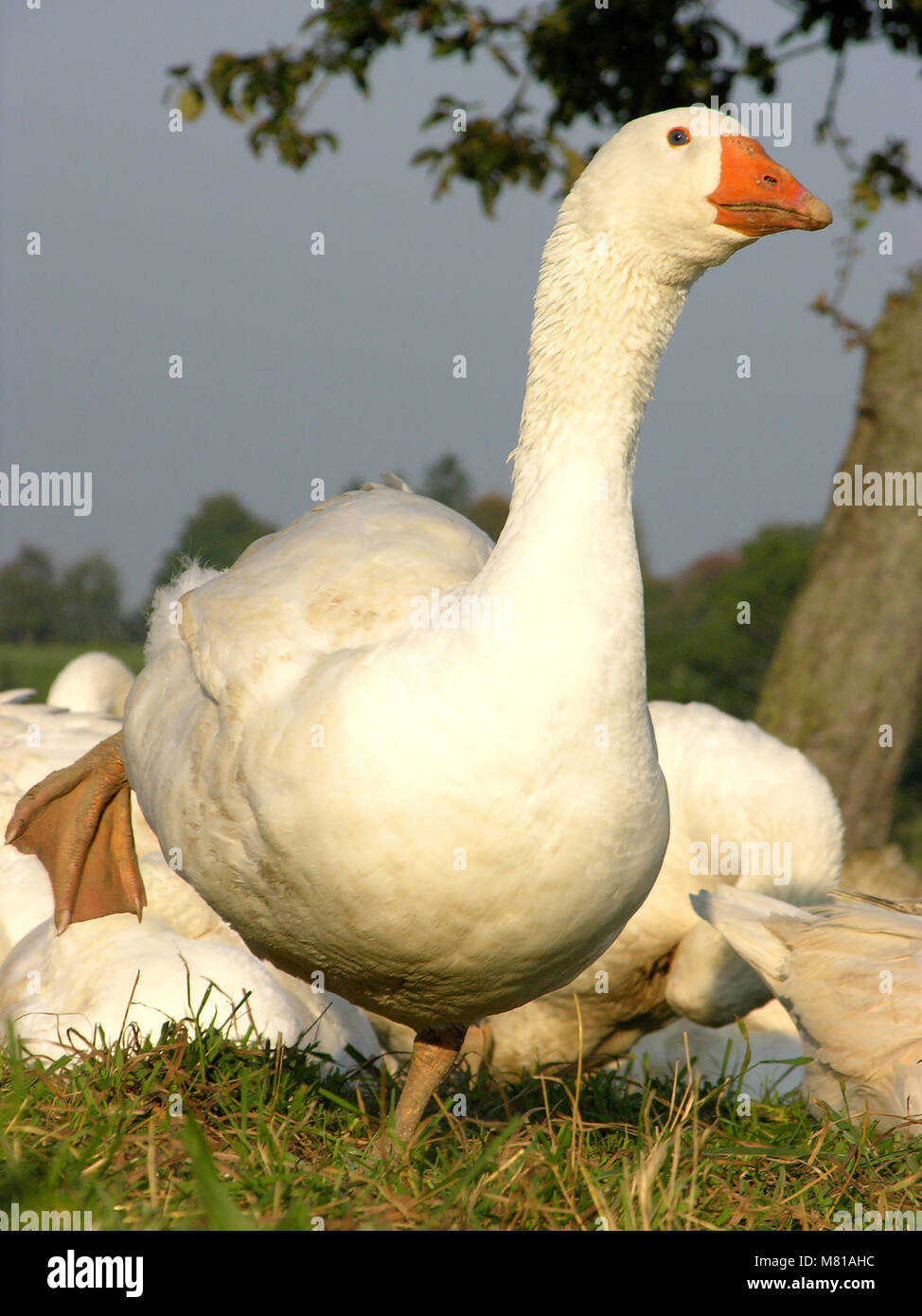 Turning out of livestock hi-res stock photography and images - Alamy