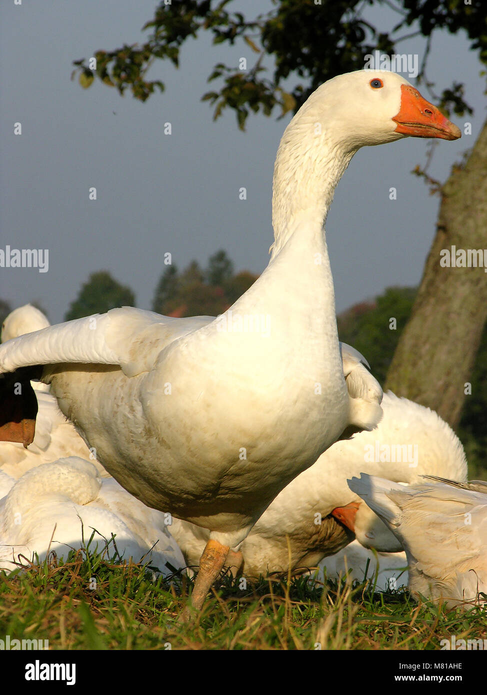 6 geese hi-res stock photography and images - Alamy