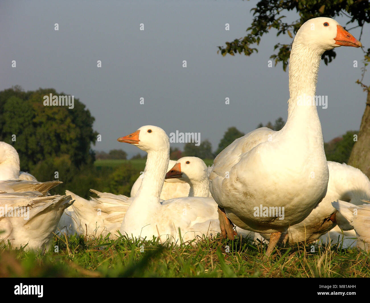 7 geese hi-res stock photography and images - Alamy