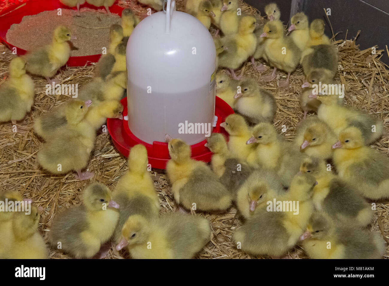 Geese chicks 7 Stock Photo - Alamy