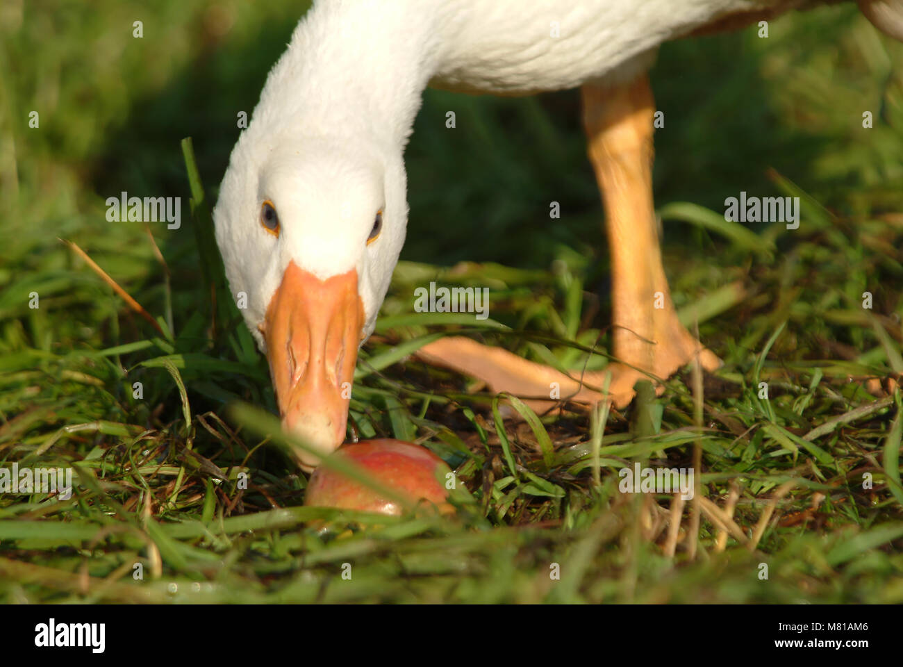 Geese grazing pasture on hi-res stock photography and images - Alamy