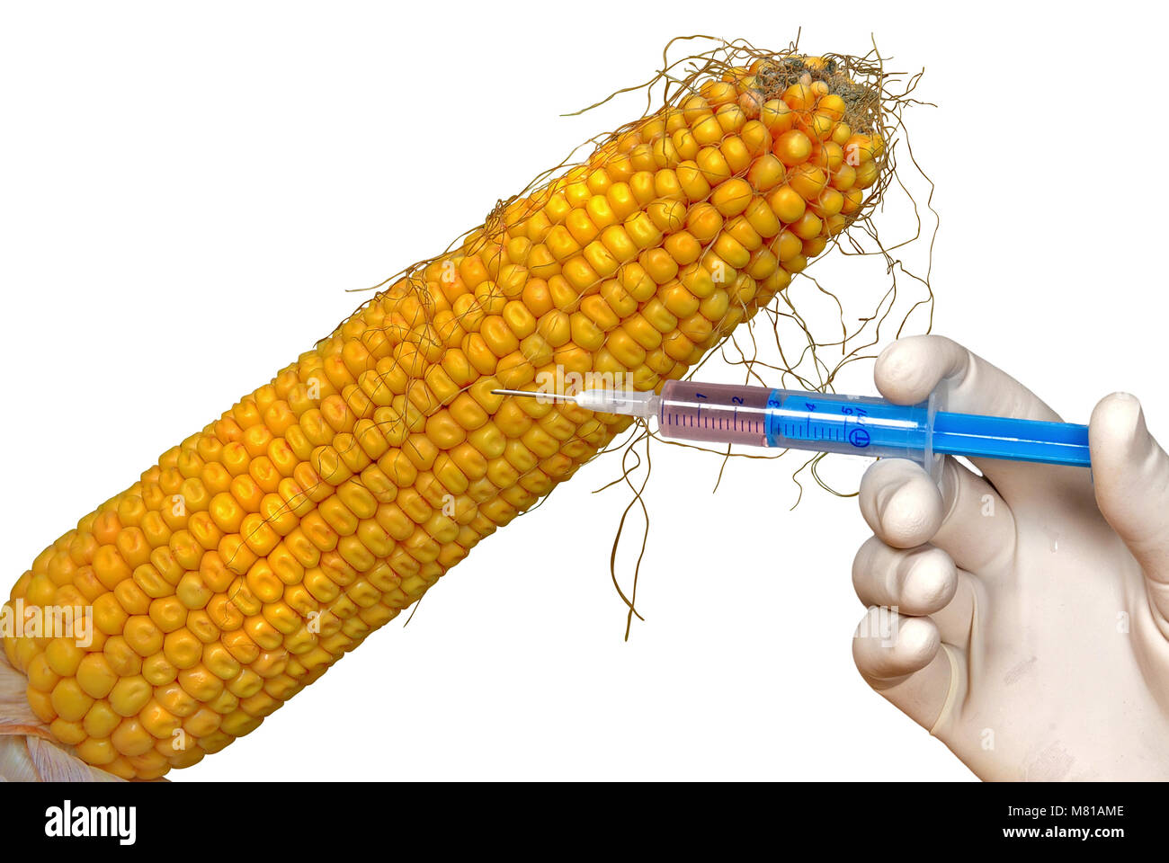 Gen corn symbol Stock Photo - Alamy