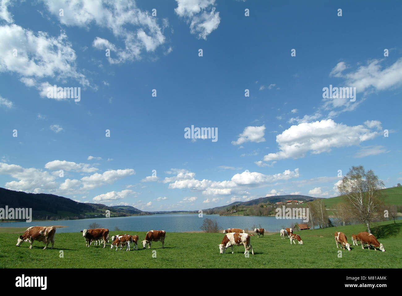 German simmental hi-res stock photography and images - Alamy
