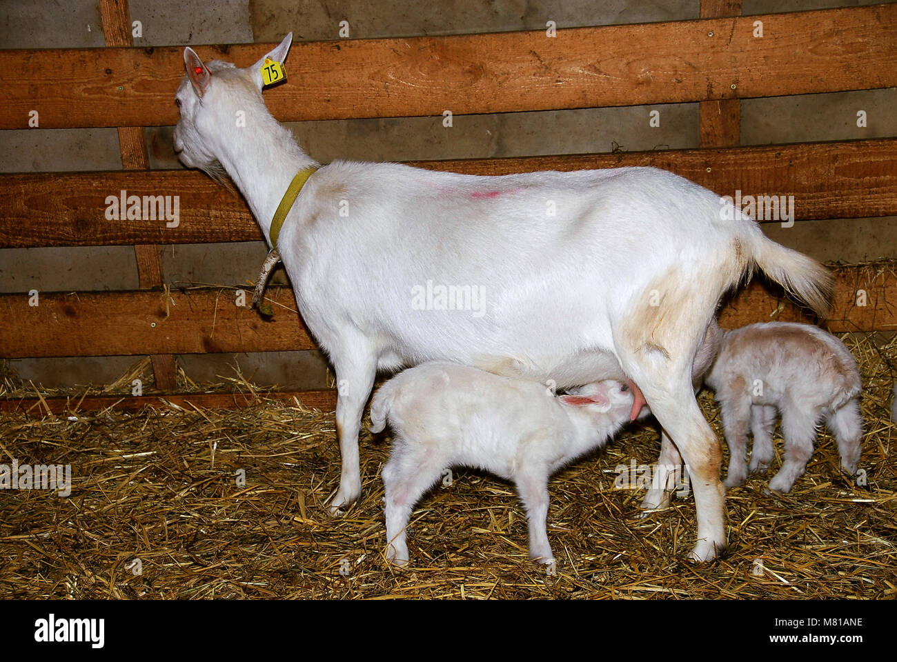 Goat kid 2 Stock Photo - Alamy