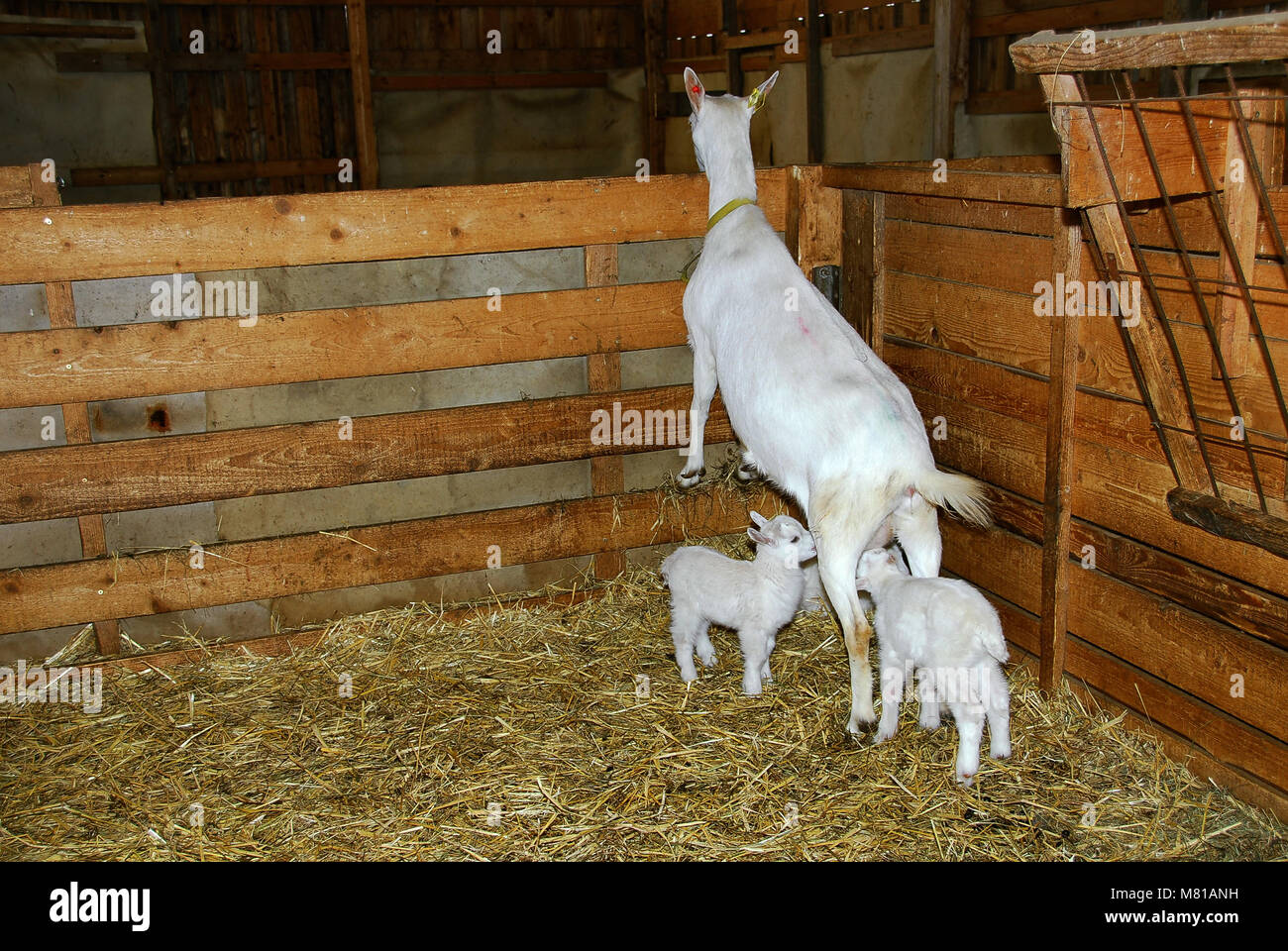 Goat kid 3 Stock Photo - Alamy