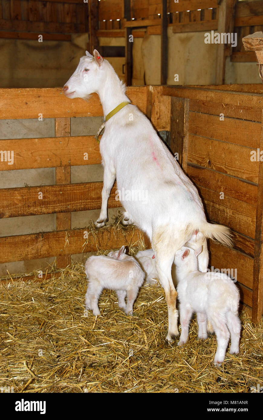 Goat kid 4 Stock Photo - Alamy