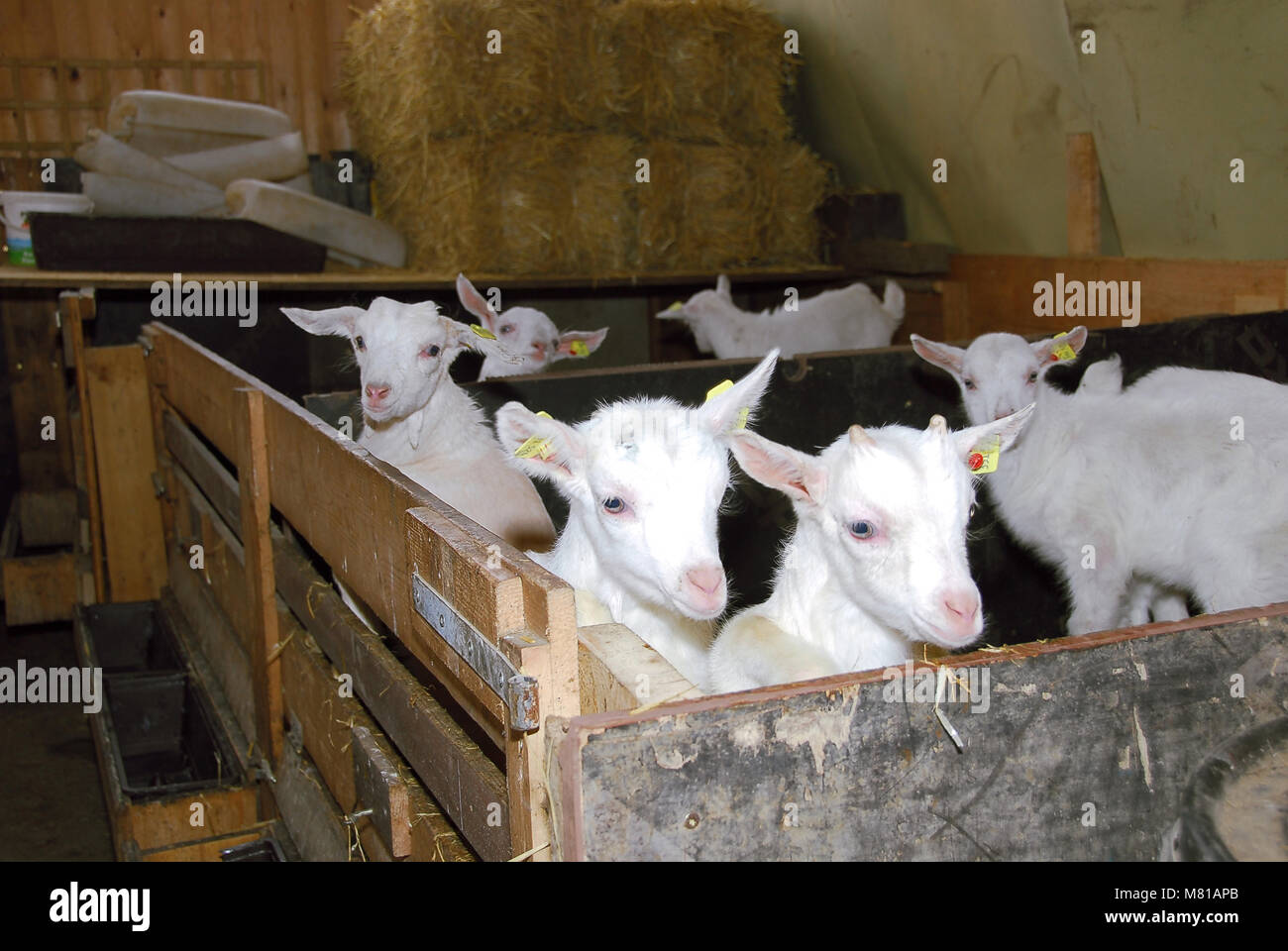 9 goats hi-res stock photography and images - Alamy