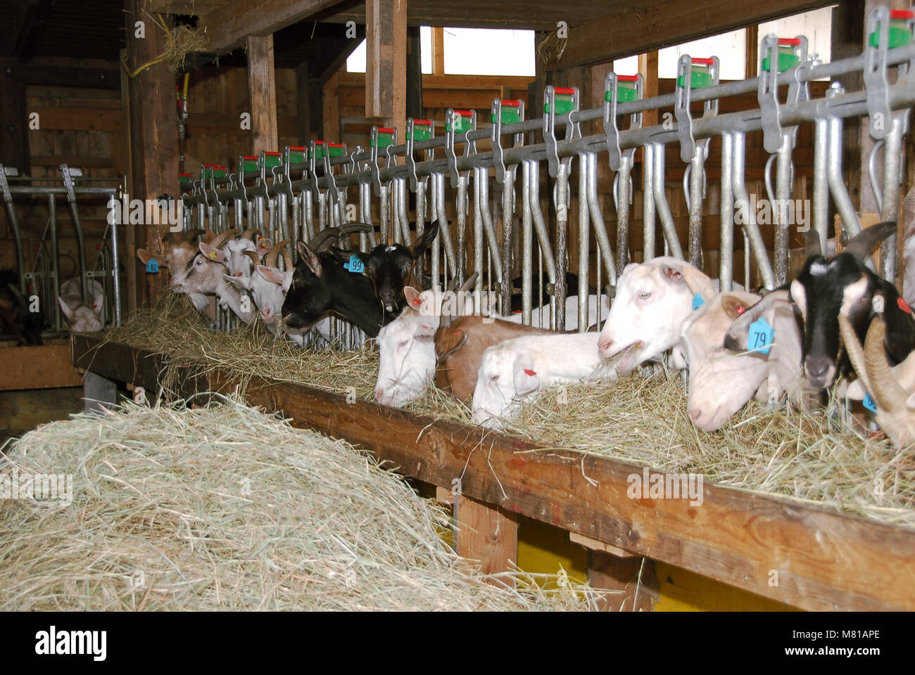 Goats barn 14 Stock Photo - Alamy