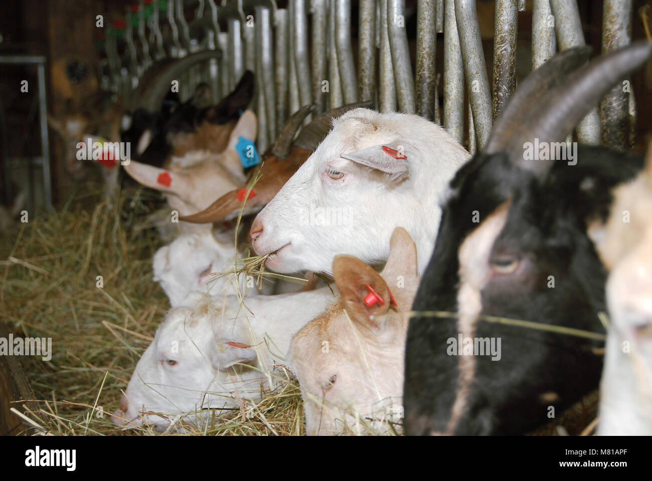 Goats barn 15 Stock Photo - Alamy