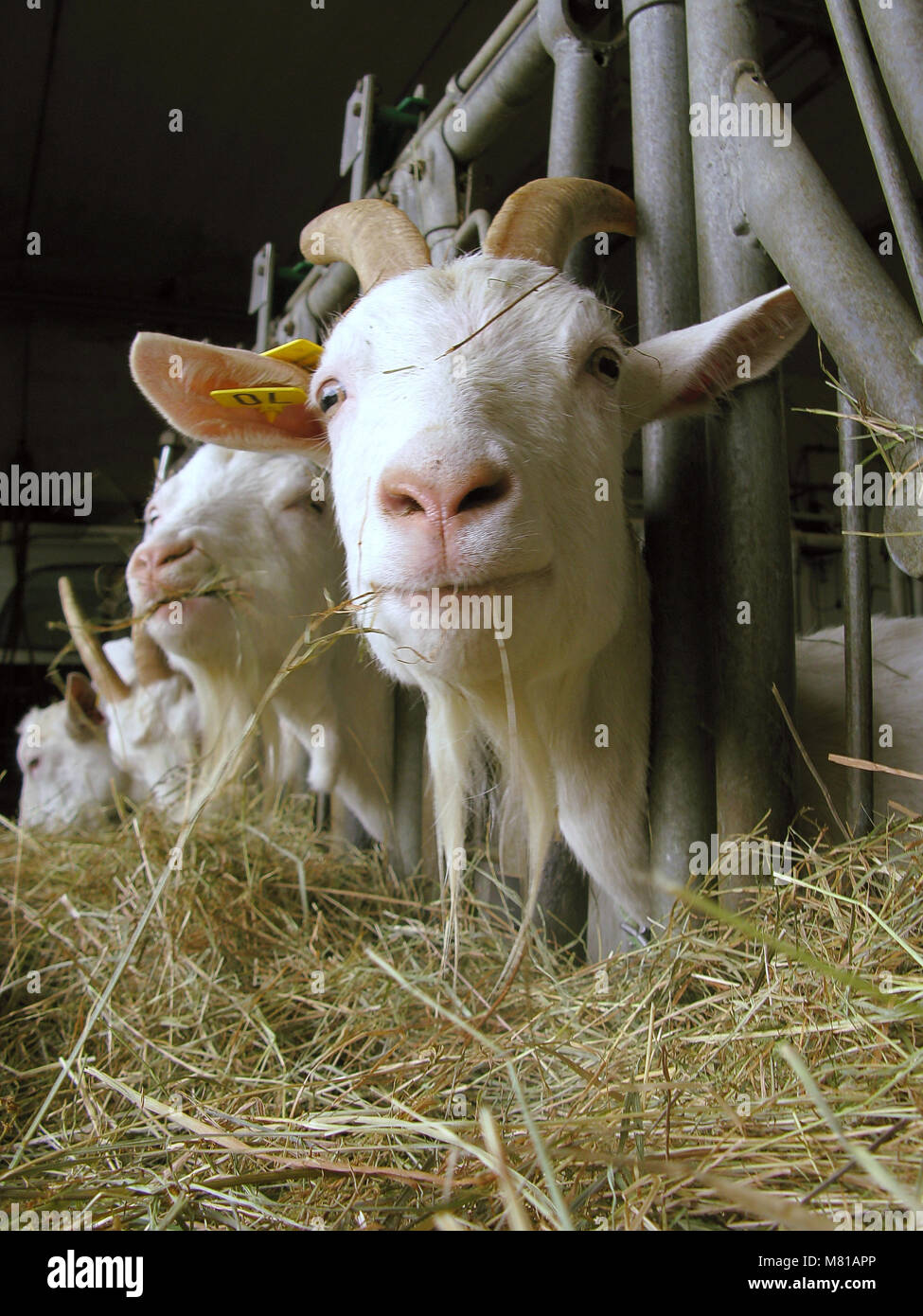 Goats barn 21 Stock Photo - Alamy
