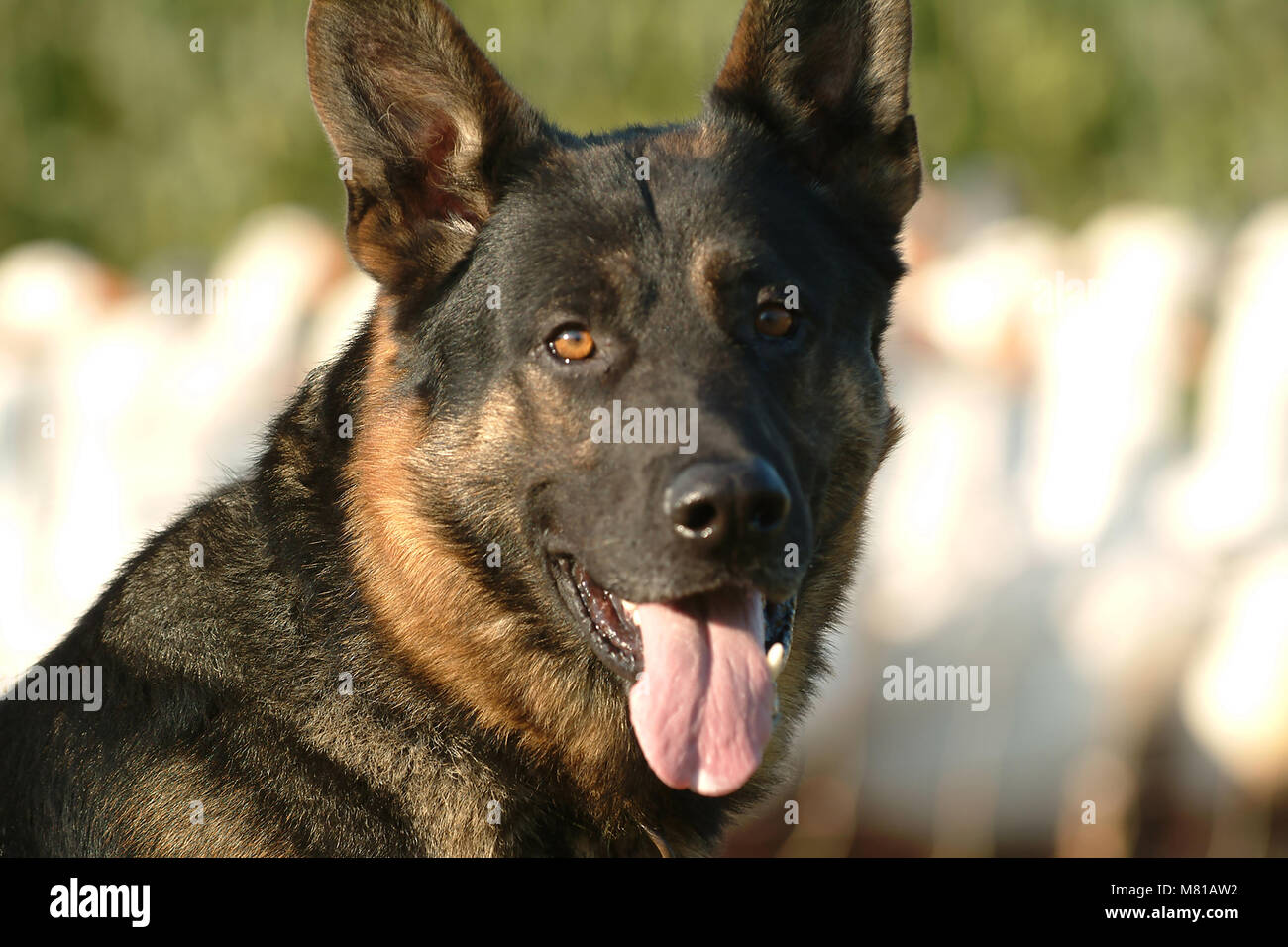 Goose herding hi-res stock photography and images - Alamy