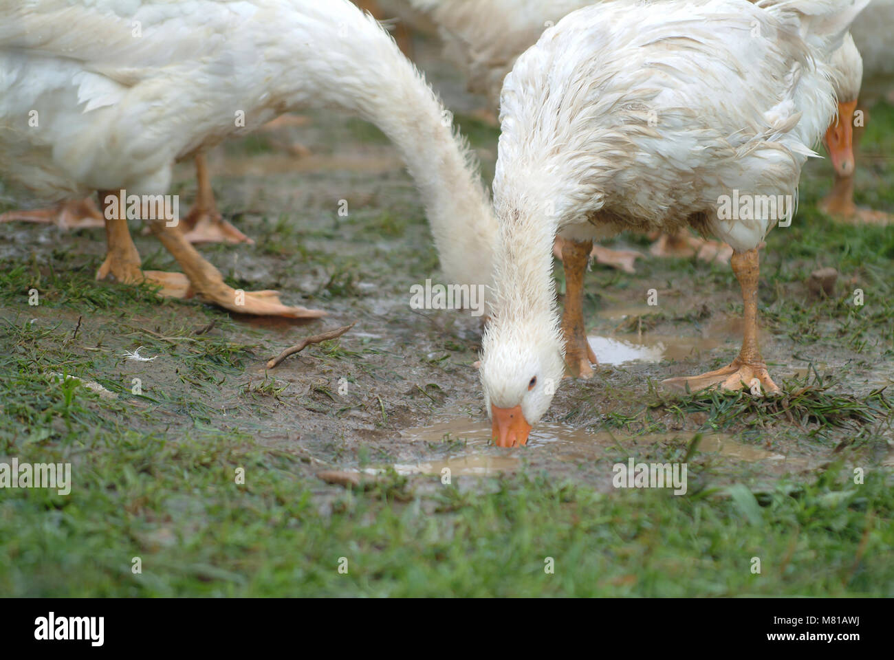 Goose rain 3 Stock Photo - Alamy