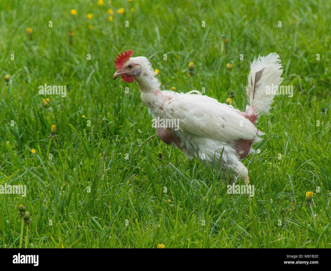 Hen lost feathers 2 Stock Photo - Alamy