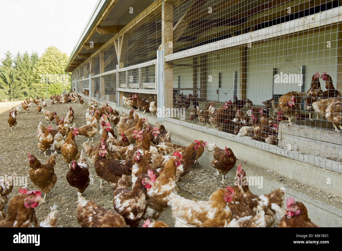 Hens free range 21 Stock Photo - Alamy