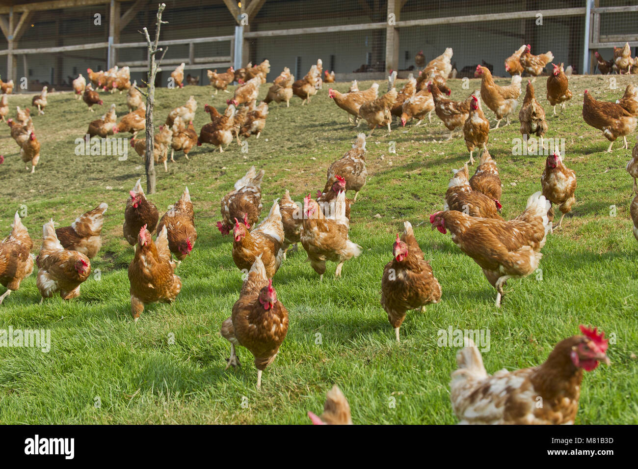 Hens free range 25 Stock Photo - Alamy