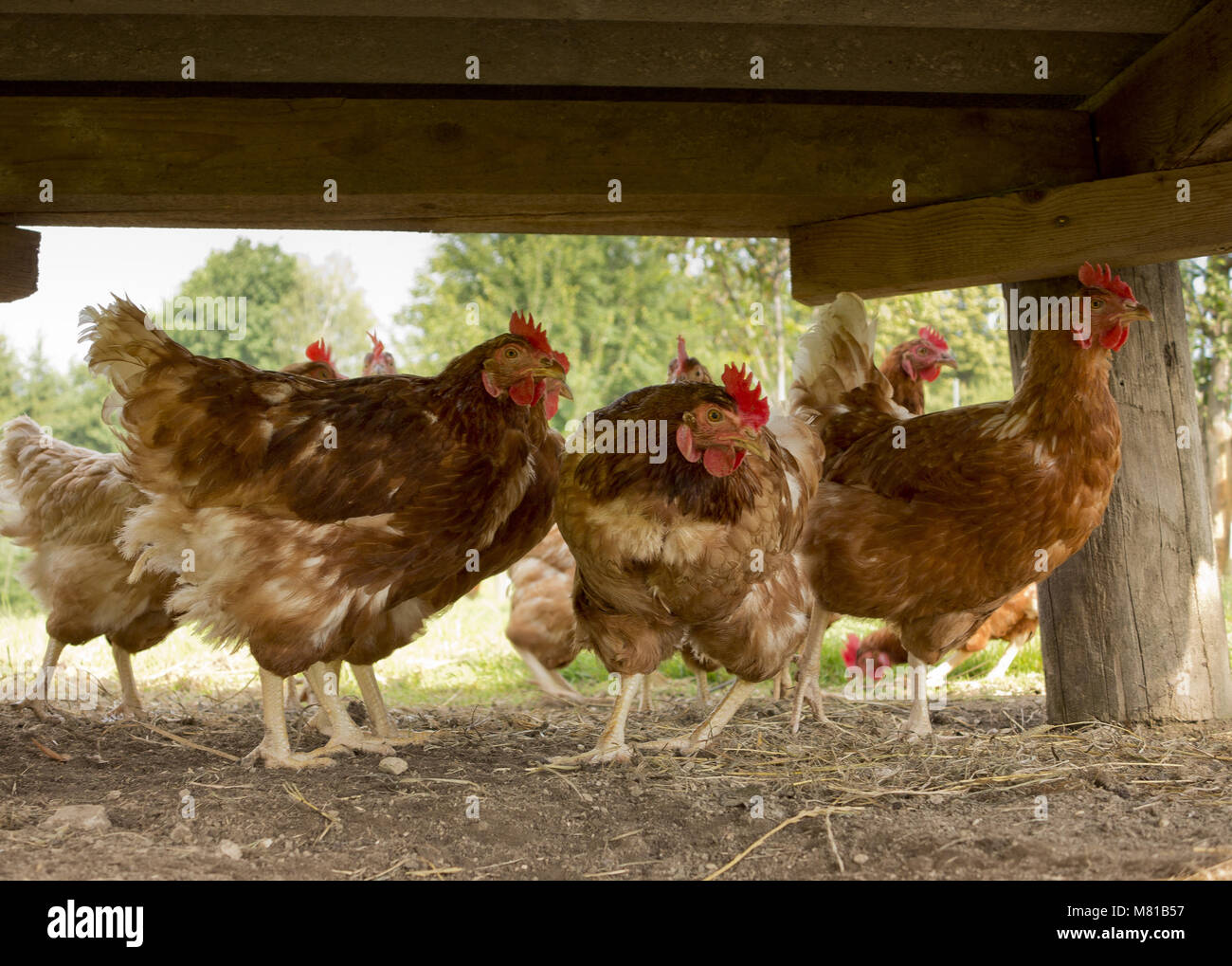 Hens free range 45 Stock Photo - Alamy