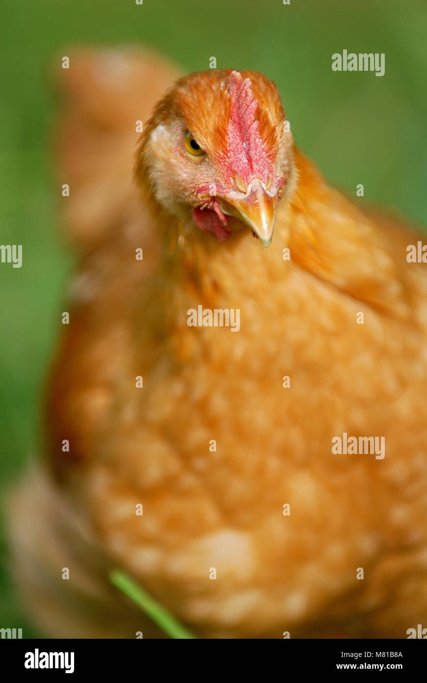 Hens on the meadow 30 Stock Photo - Alamy