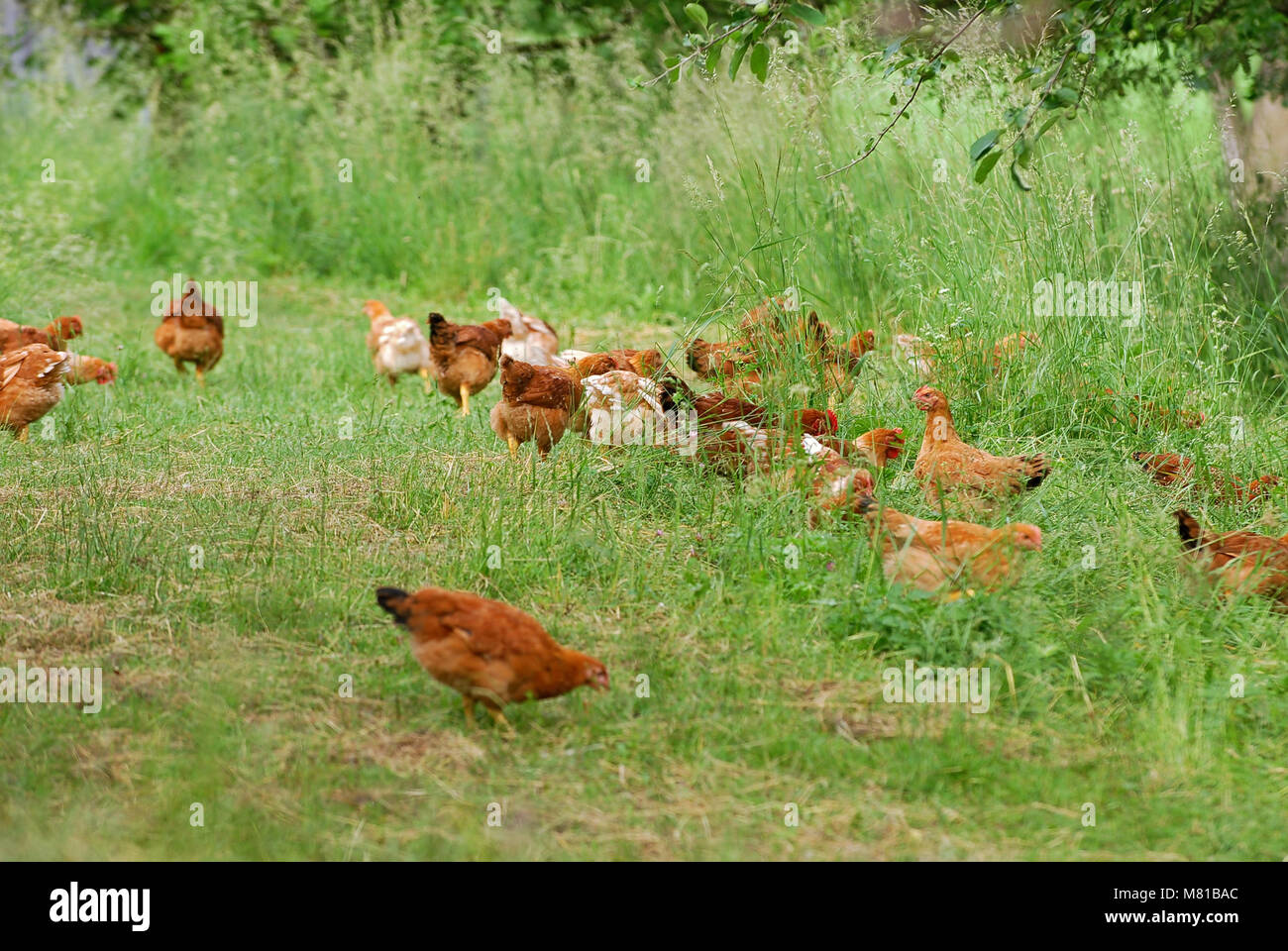 Hens on the meadow 63 Stock Photo - Alamy