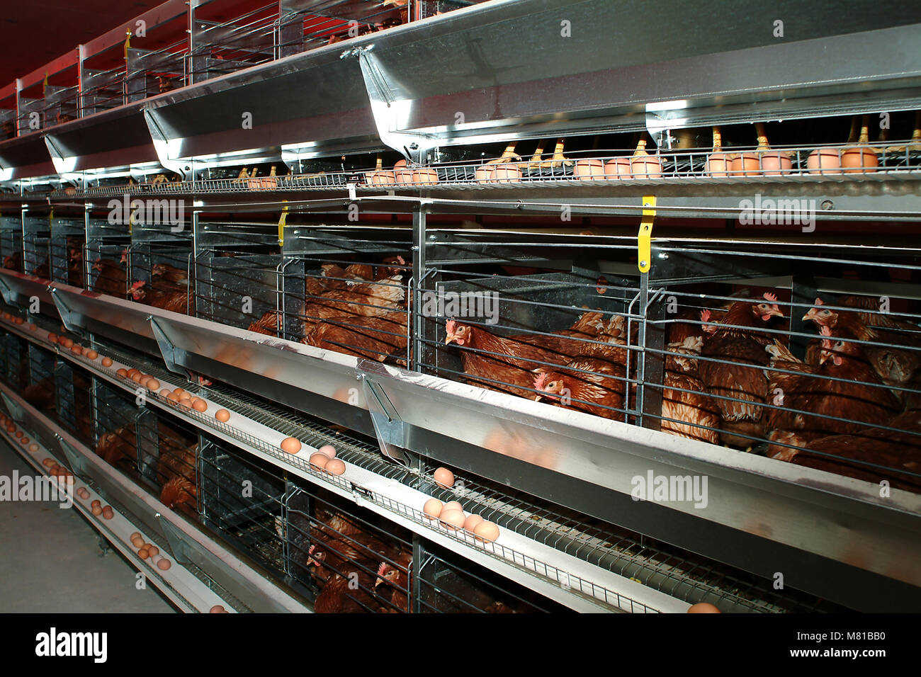 Battery hens hi-res stock photography and images - Alamy