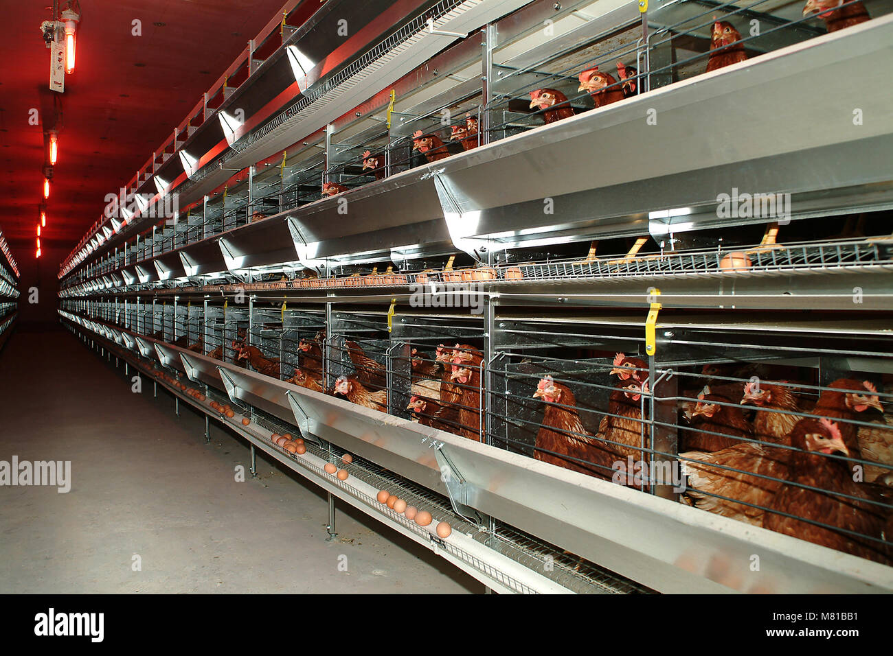 Battery hens hi-res stock photography and images - Alamy