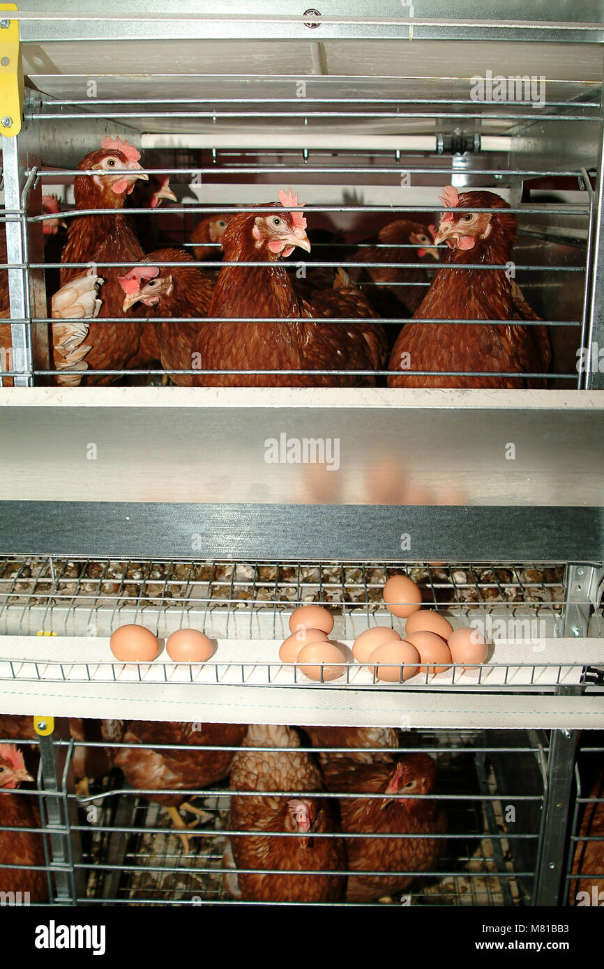 Laying hens cage hi-res stock photography and images - Alamy