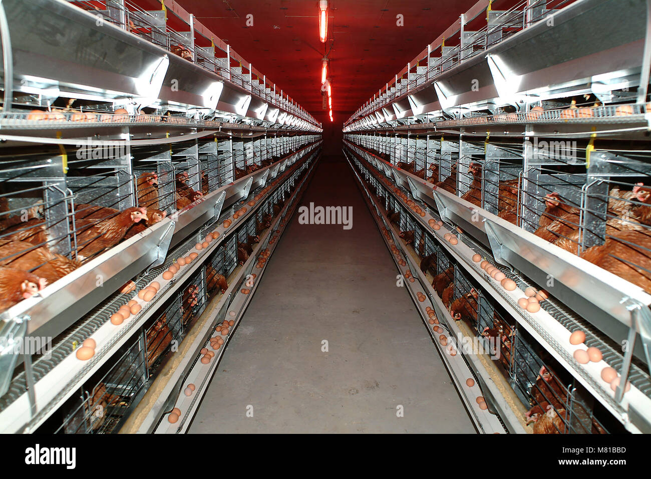 Battery hens hi-res stock photography and images - Alamy