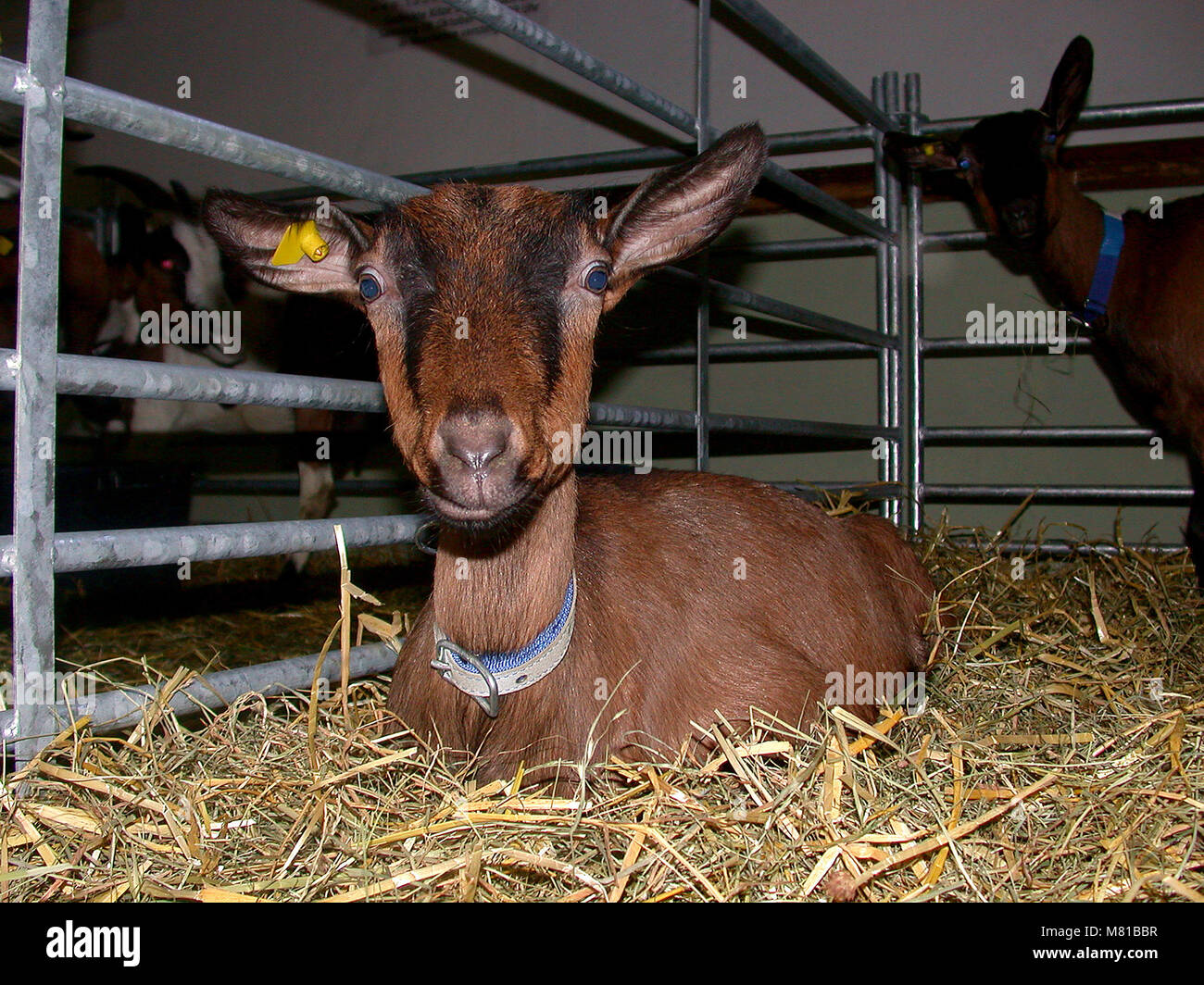 Hill Goat 2 Stock Photo - Alamy
