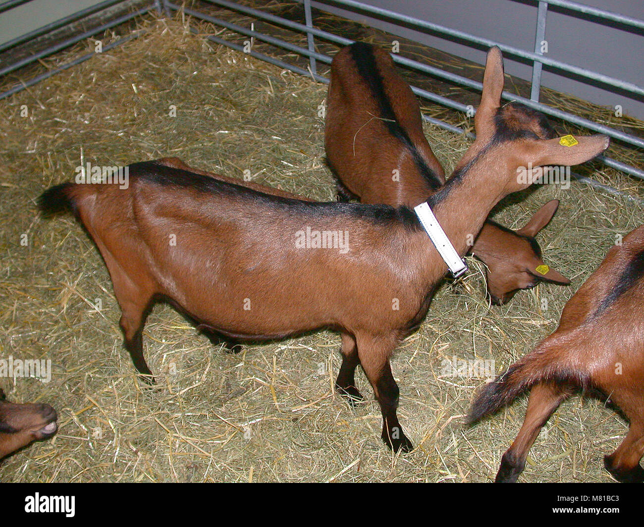Dairy goat keeping hi-res stock photography and images - Alamy